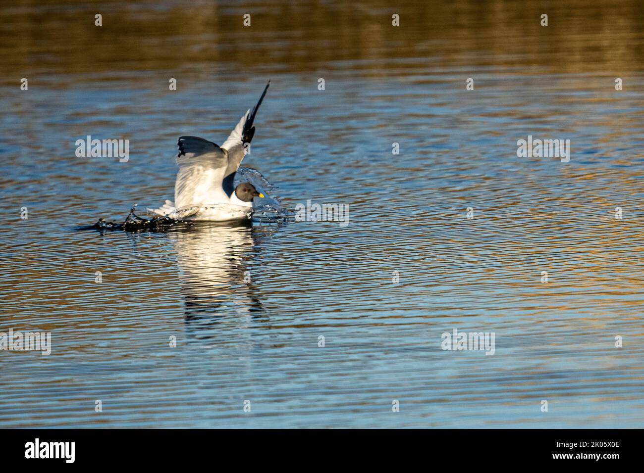 Sabine's gull flying at the fjord Trygghamna in Spitsbergen (Xema ...