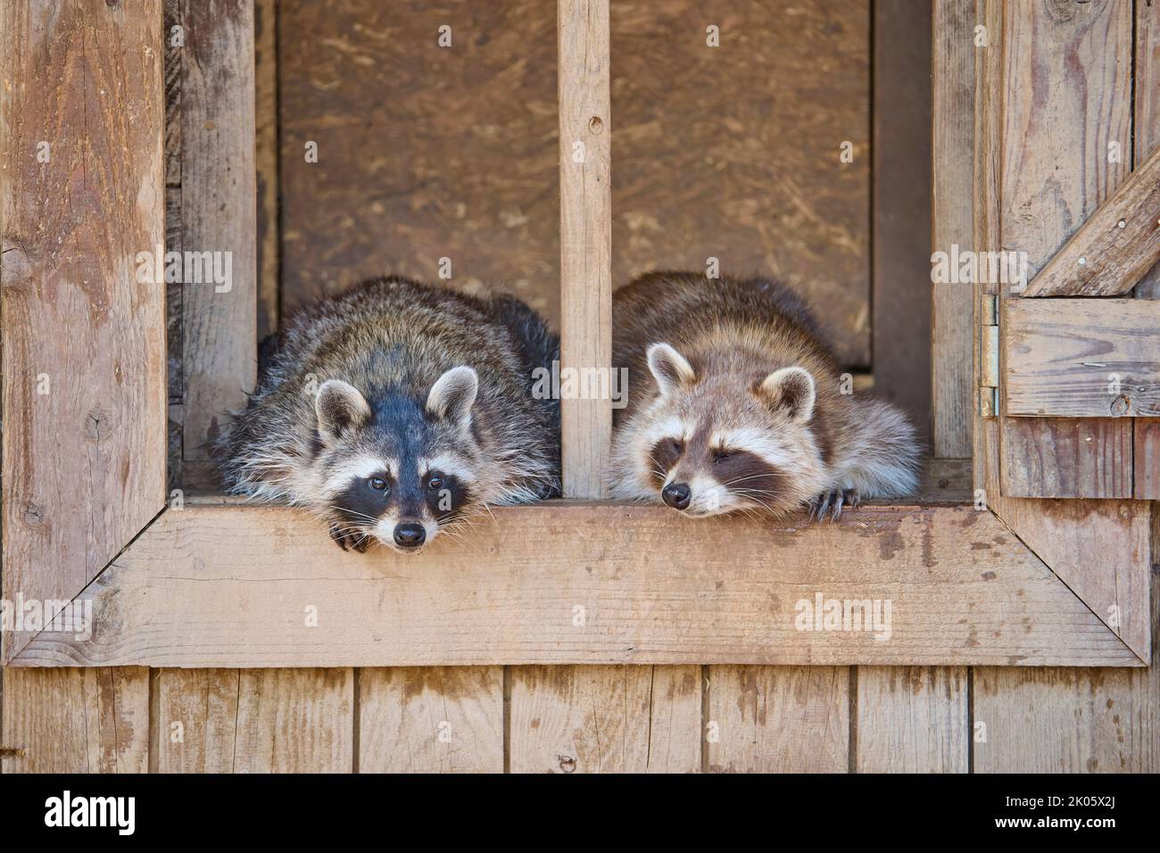 Raccoon (Procyon lotor), two animal in wooden window Stock Photo - Alamy