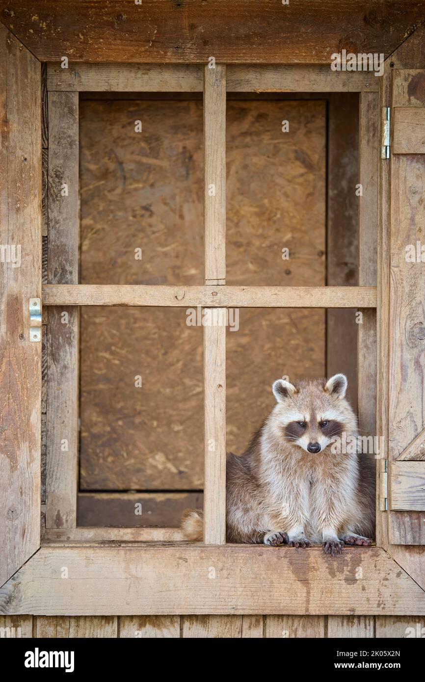 Raccoon (Procyon lotor), sits in wooden window Stock Photo - Alamy