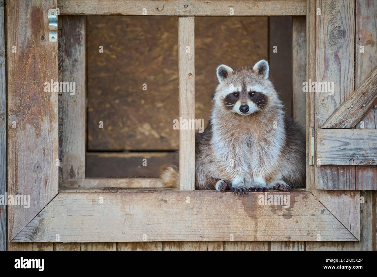 Raccoon (Procyon lotor), sits in wooden window Stock Photo - Alamy