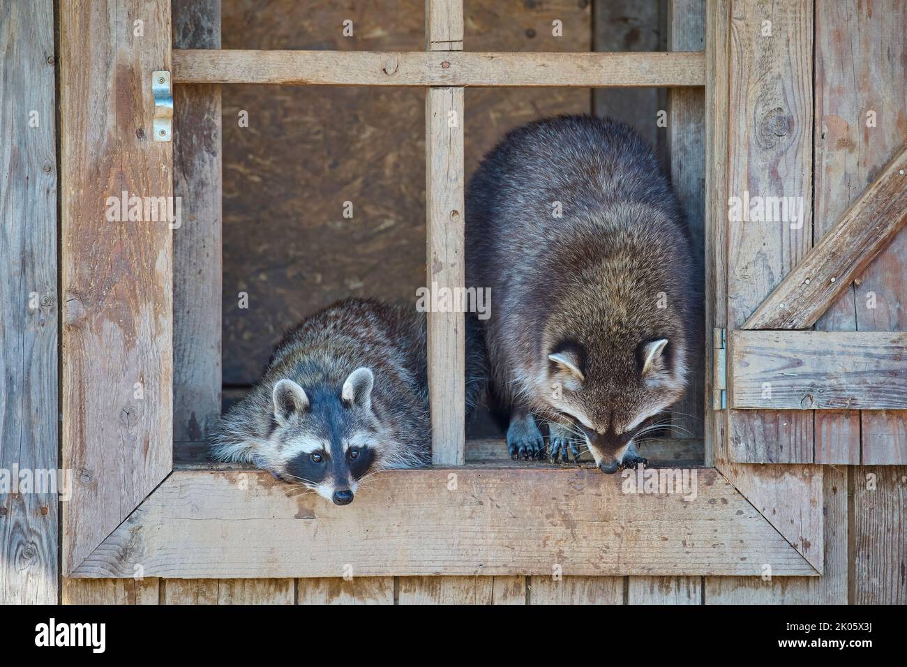 Raccoon (Procyon lotor), two animal in wooden window Stock Photo - Alamy