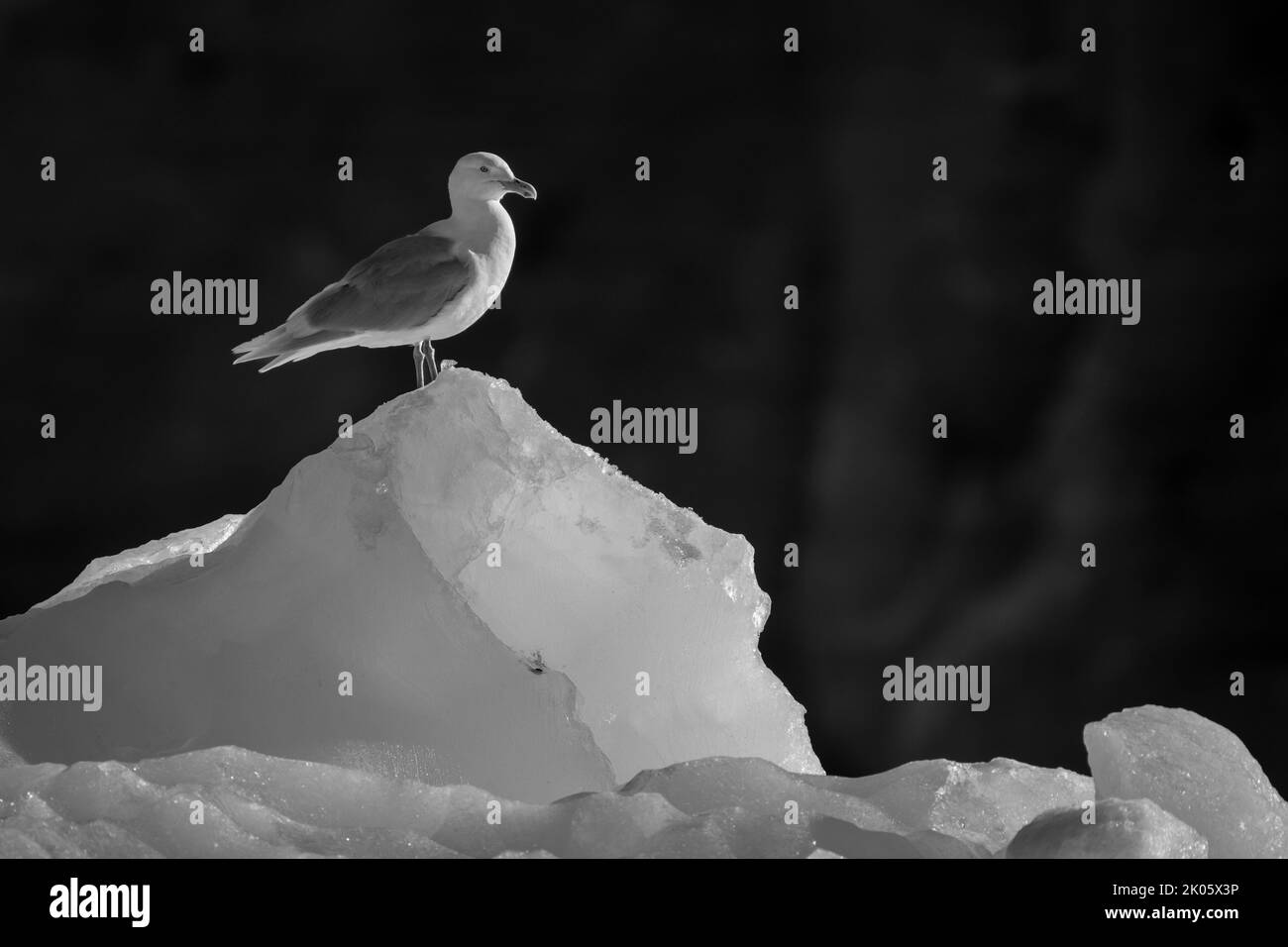 Glaucous gull (Larus hyperboreus) in Spitsbergen Stock Photo - Alamy