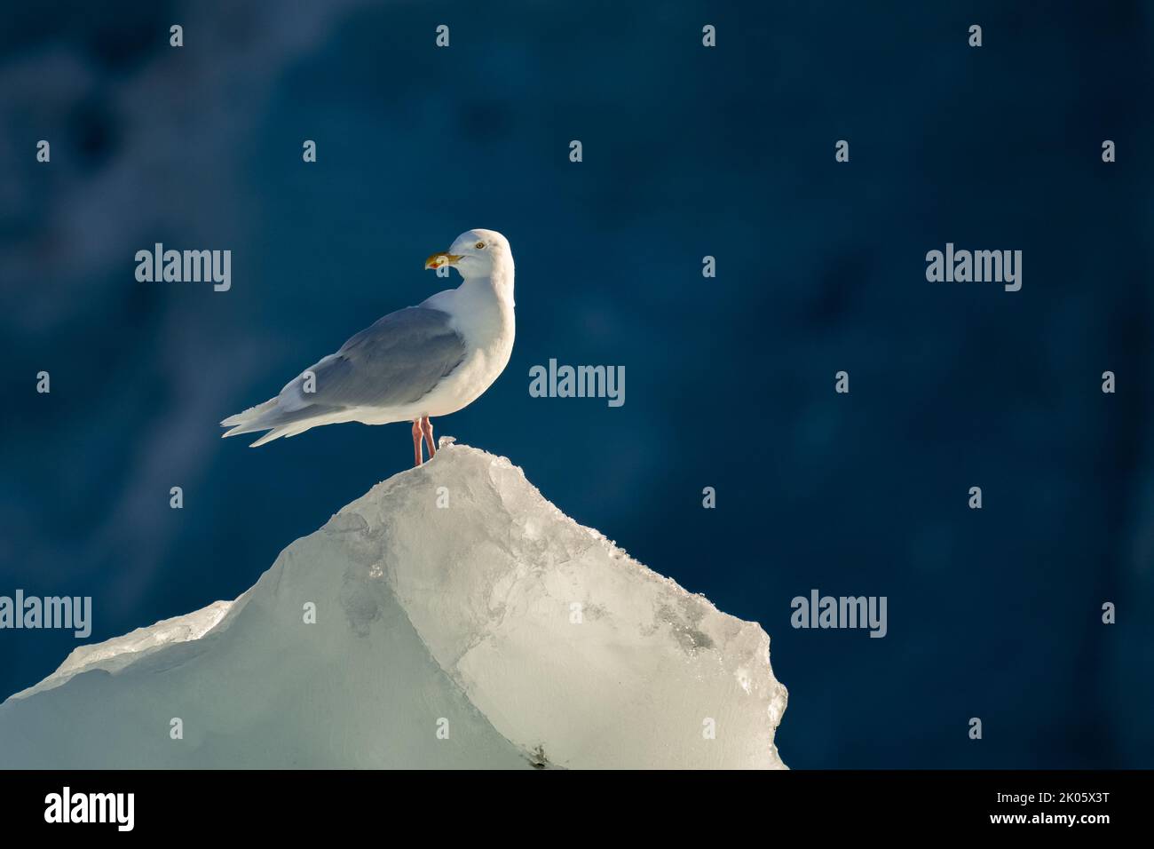 Glaucous gull (Larus hyperboreus) in Spitsbergen Stock Photo - Alamy
