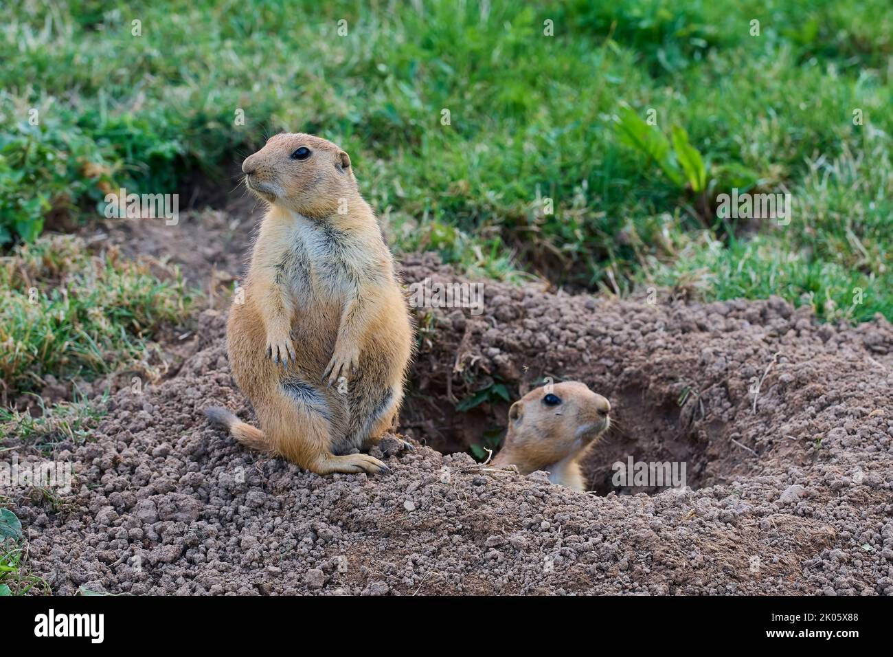 Black-tailed Prairie Dog (Cynomys ludovicianus), two on cave Stock ...