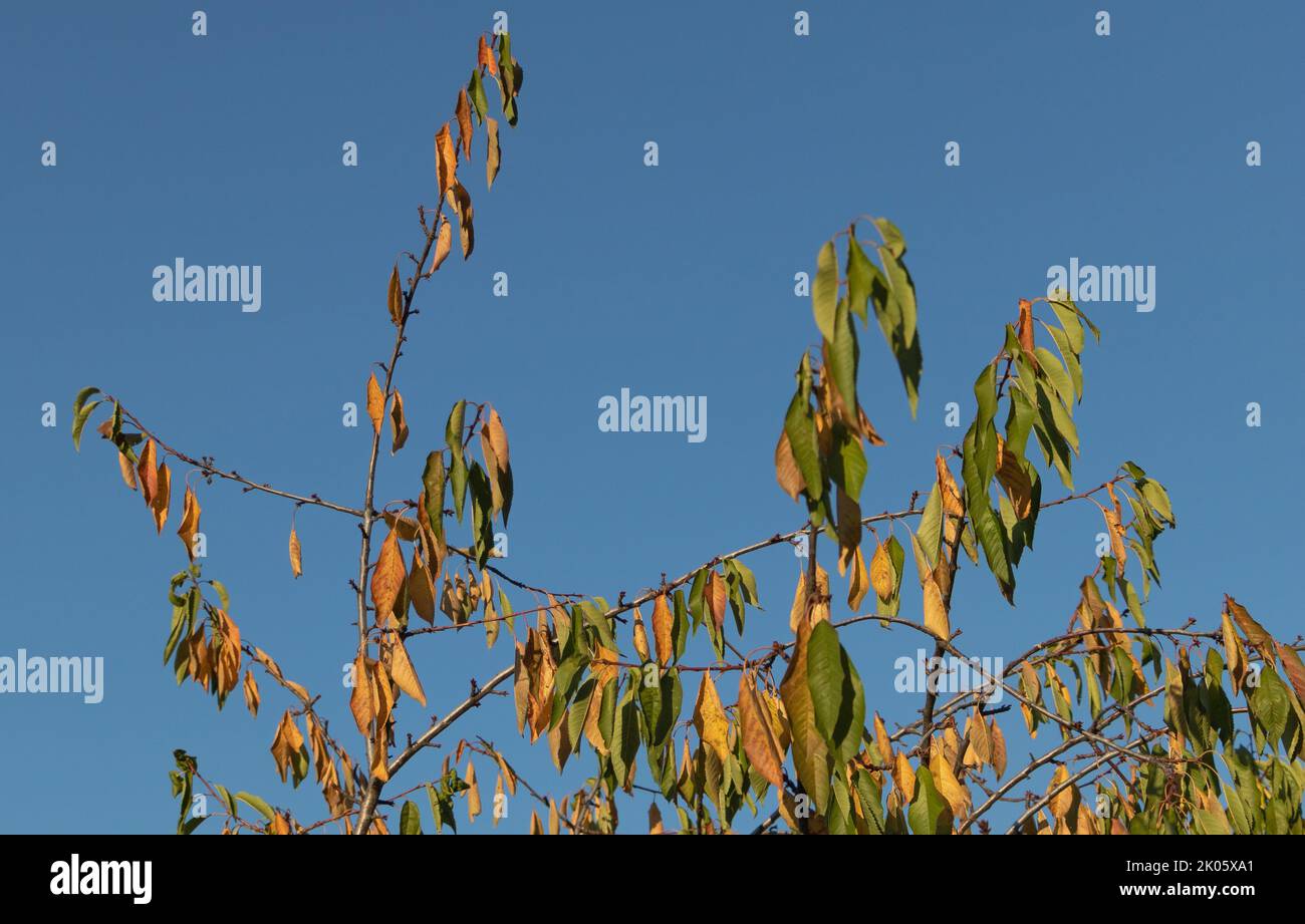 Cherry tree with yellowing leaves autumn - blue sky background Stock ...