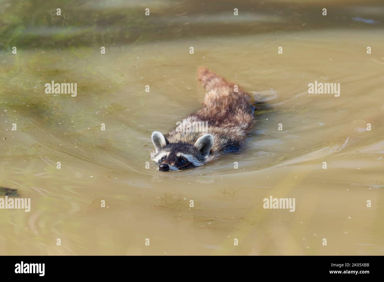 Raccoon swimming not butterfly hi-res stock photography and images - Alamy