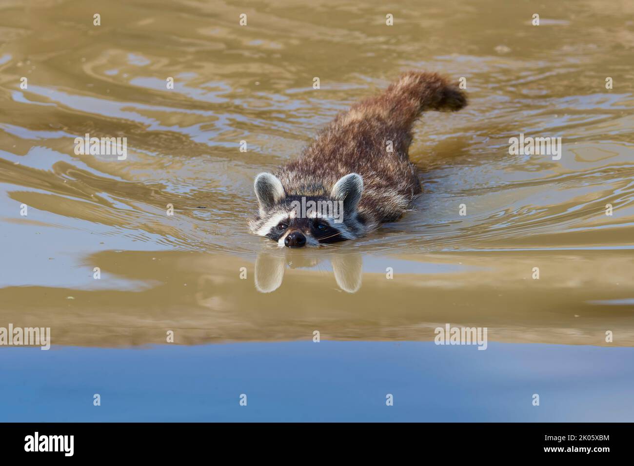 Raccoon swimming not butterfly hi-res stock photography and images - Alamy