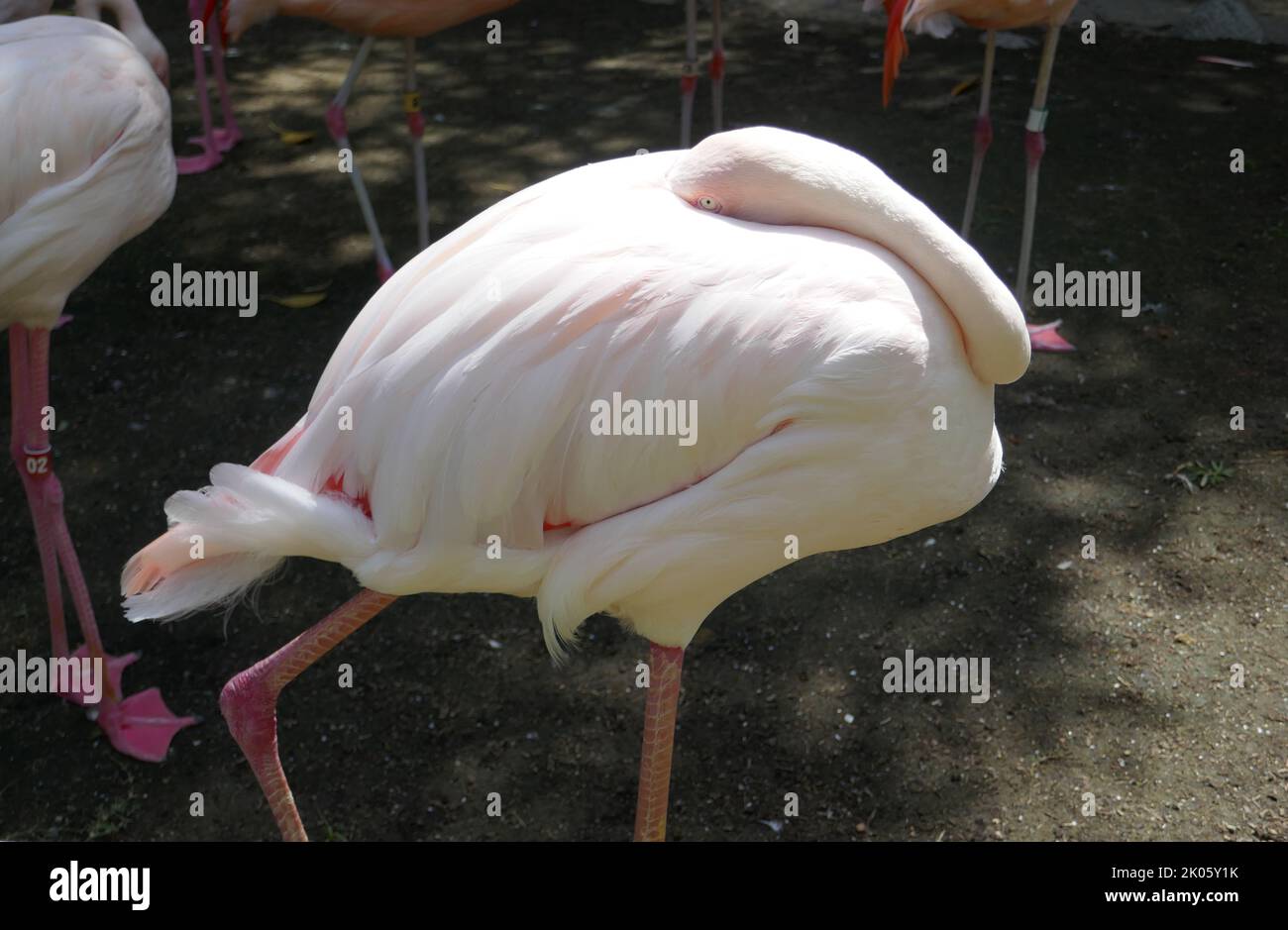 Los Angeles, California, USA 25th August 2022 Flamingos at the LA Zoo ...