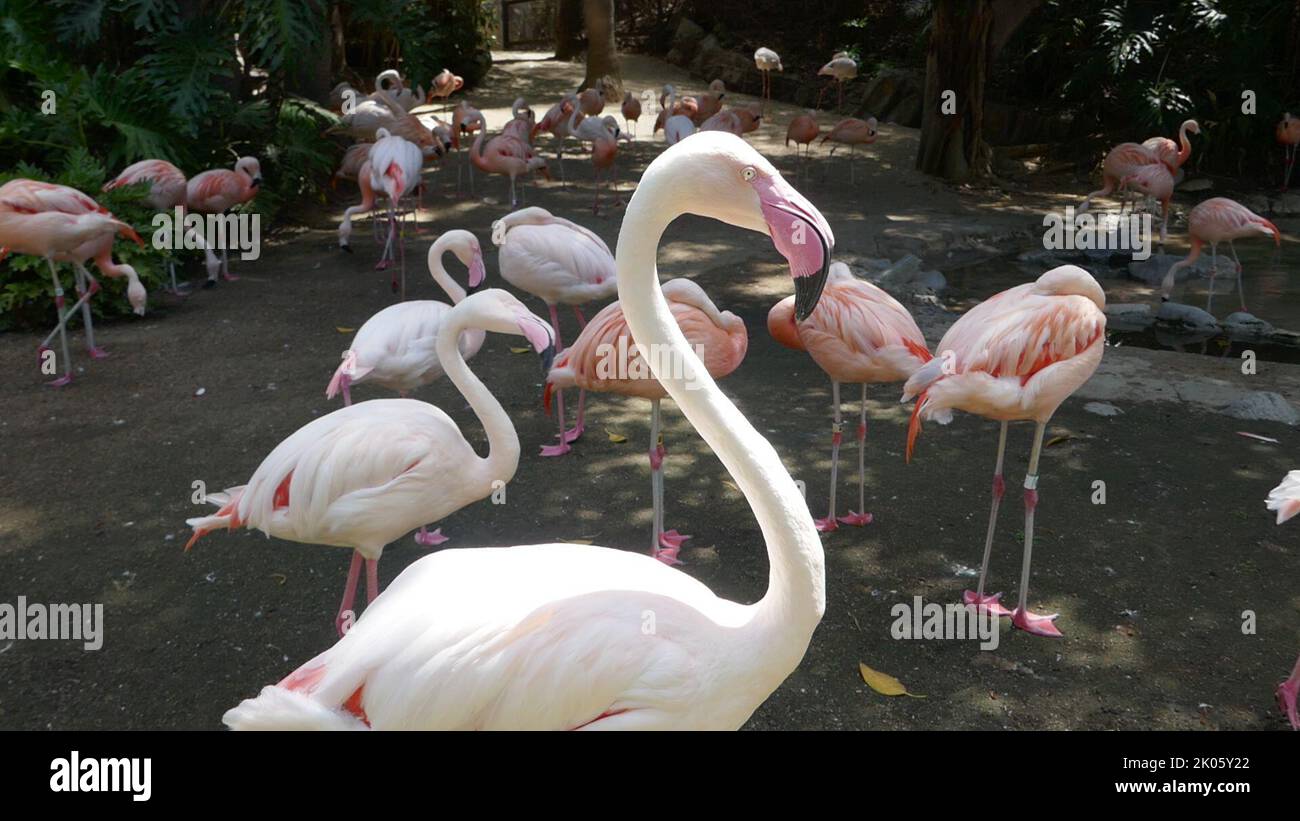 Los Angeles, California, USA 25th August 2022 Flamingos at the LA Zoo ...