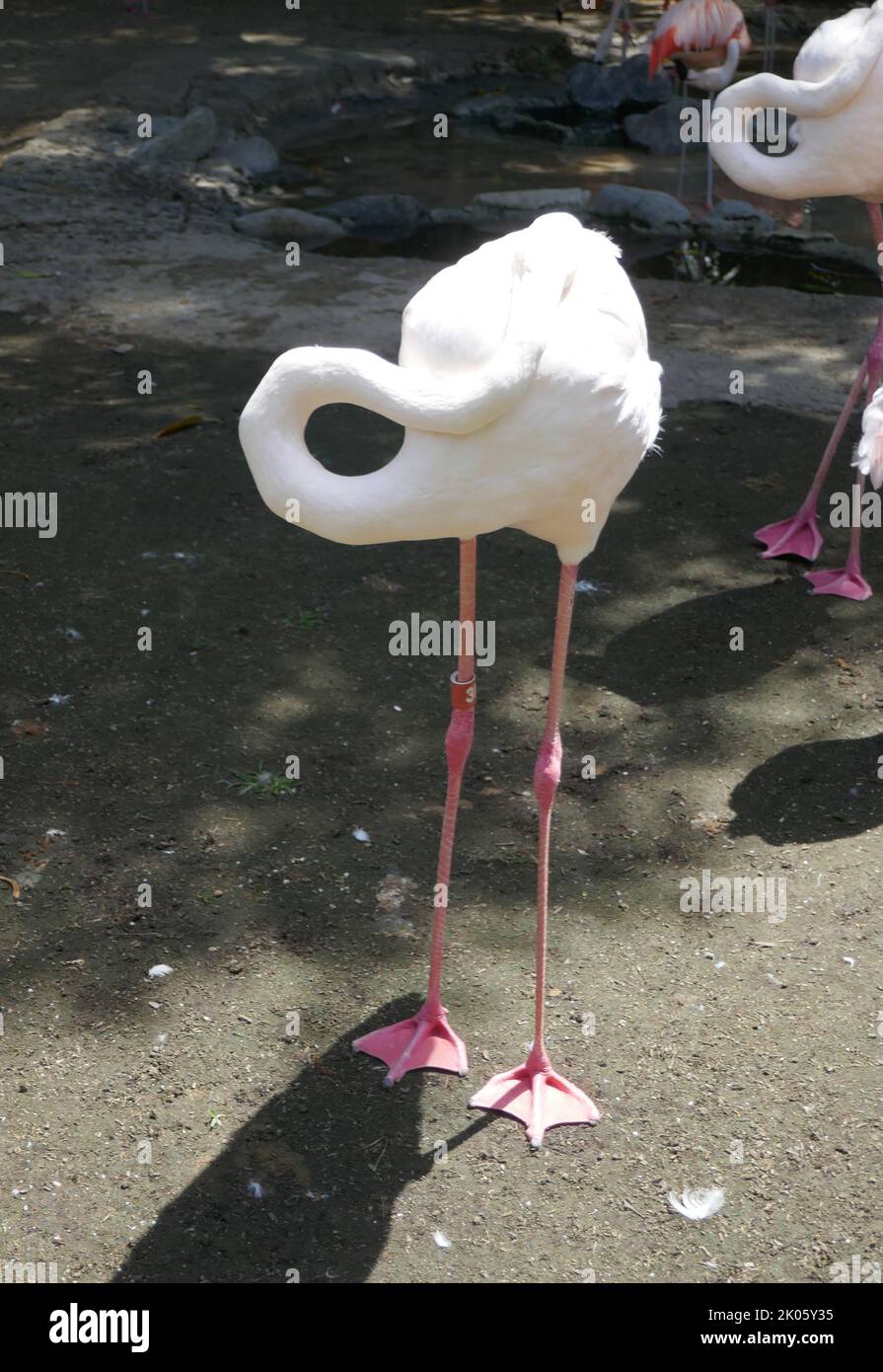 Los Angeles, California, USA 25th August 2022 Flamingos at the LA Zoo ...