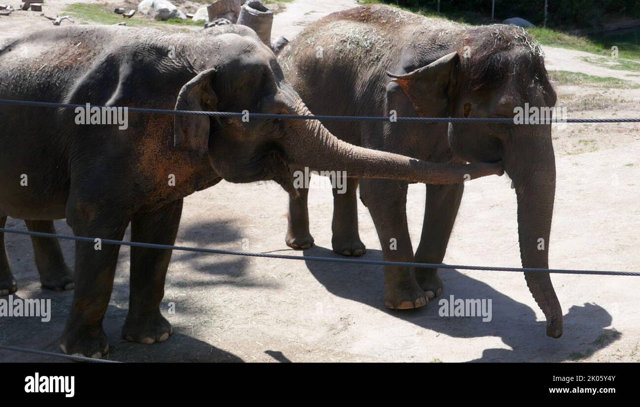 Los Angeles, California, USA 25th August 2022 Elephants at the LA Zoo ...