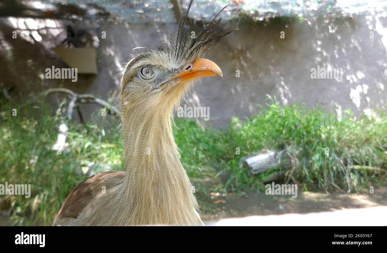Los Angeles, California, USA 25th August 2022 Red-legged Seriema at the ...