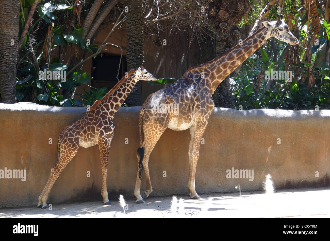 Los Angeles, California, USA 25th August 2022 Maasai Giraffes, a Baby ...