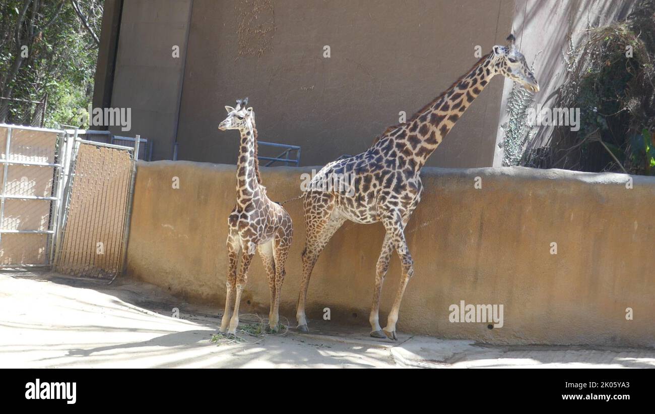 Los Angeles, California, USA 25th August 2022 Maasai Giraffes, a Baby ...