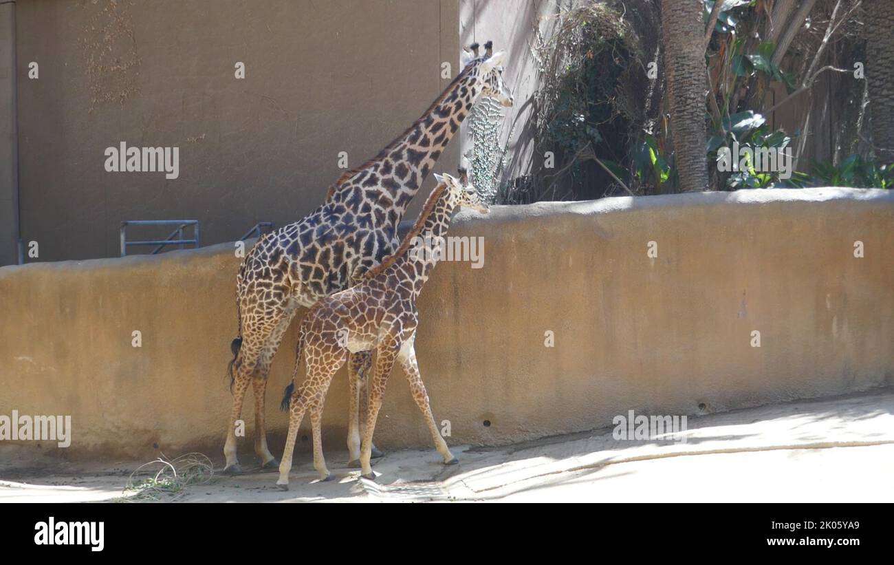 Los Angeles, California, USA 25th August 2022 Maasai Giraffes, a Baby ...