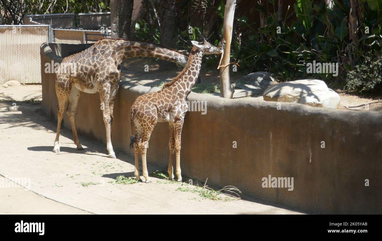 Los Angeles, California, USA 25th August 2022 Maasai Giraffes, a Baby ...