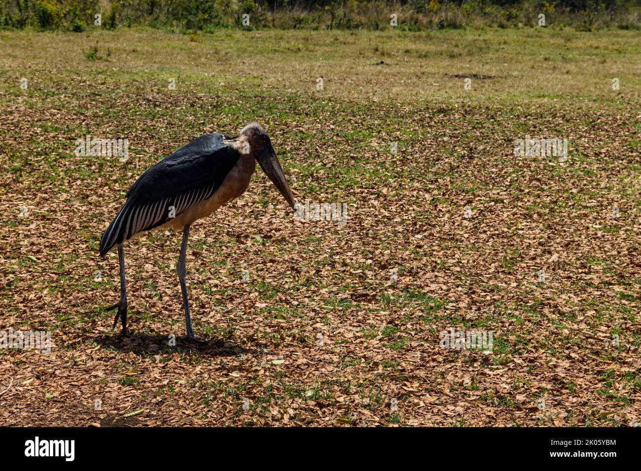 Marabou stork (Leptoptilos crumenifer) walking on a lawn Stock Photo ...