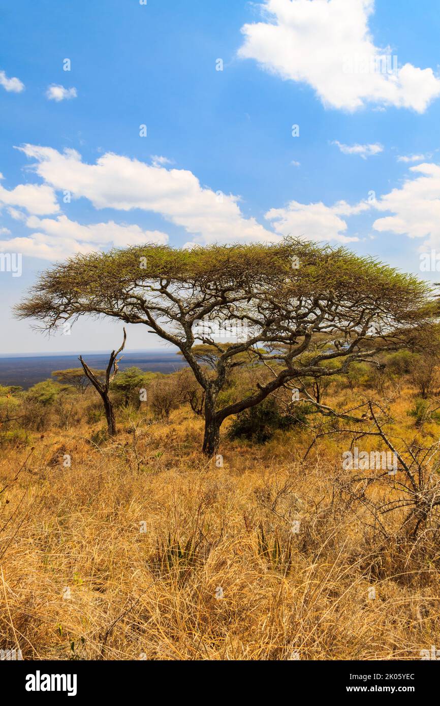 African acacia tree hi-res stock photography and images - Alamy