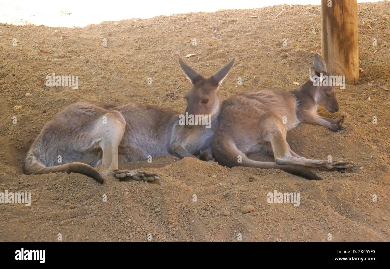 Los Angeles, California, USA 25th August 2022 Gray Kangaroos at the LA ...