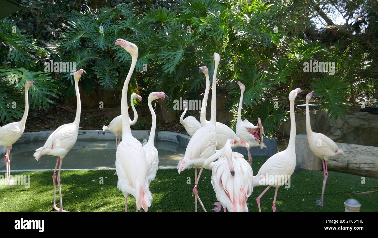 Los Angeles, California, USA 25th August 2022 Flamingos at the LA Zoo ...