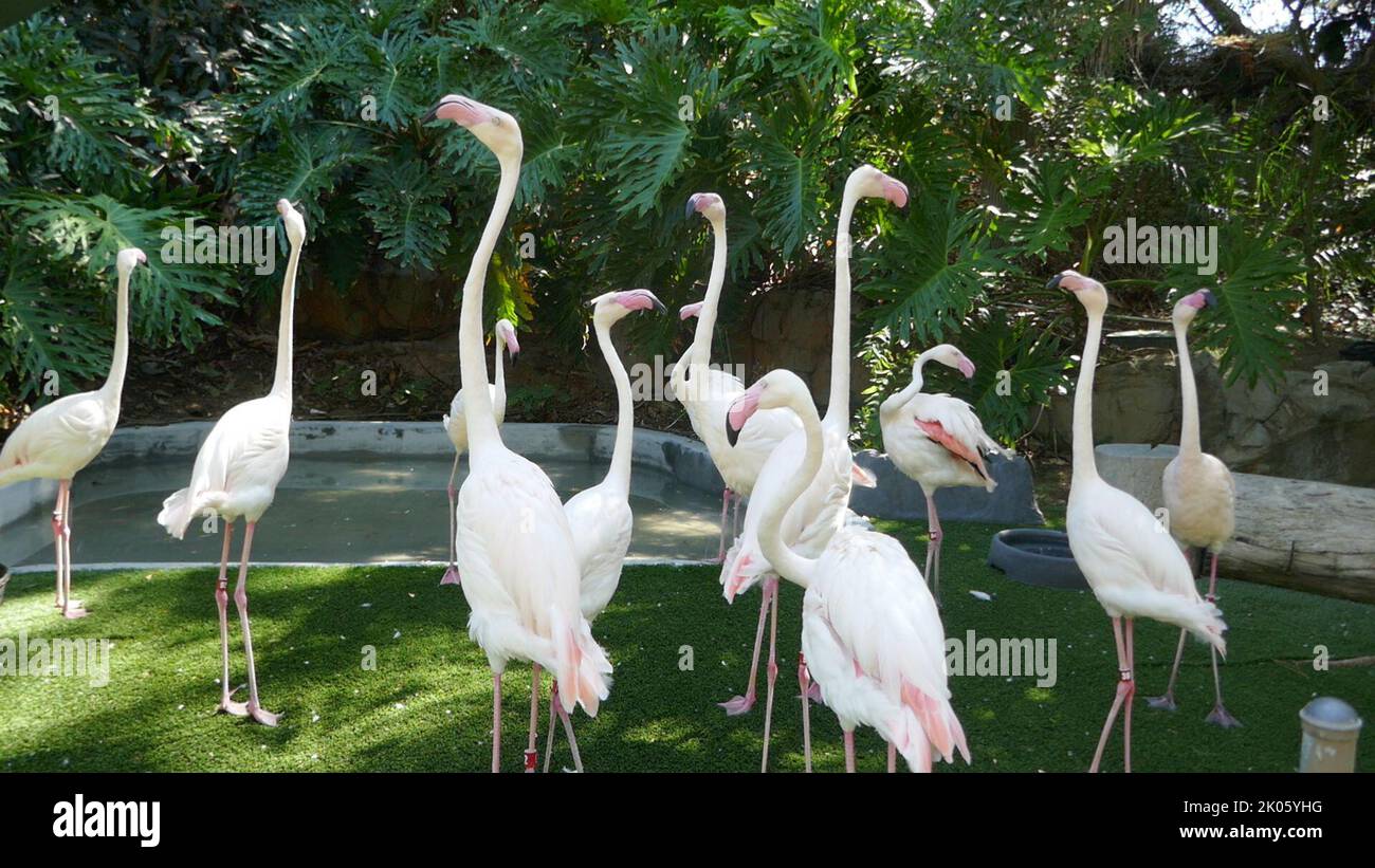 Los Angeles, California, USA 25th August 2022 Flamingos at the LA Zoo ...