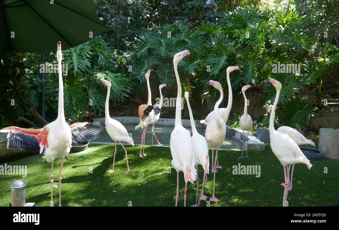 Los Angeles, California, USA 25th August 2022 Flamingos at the LA Zoo ...