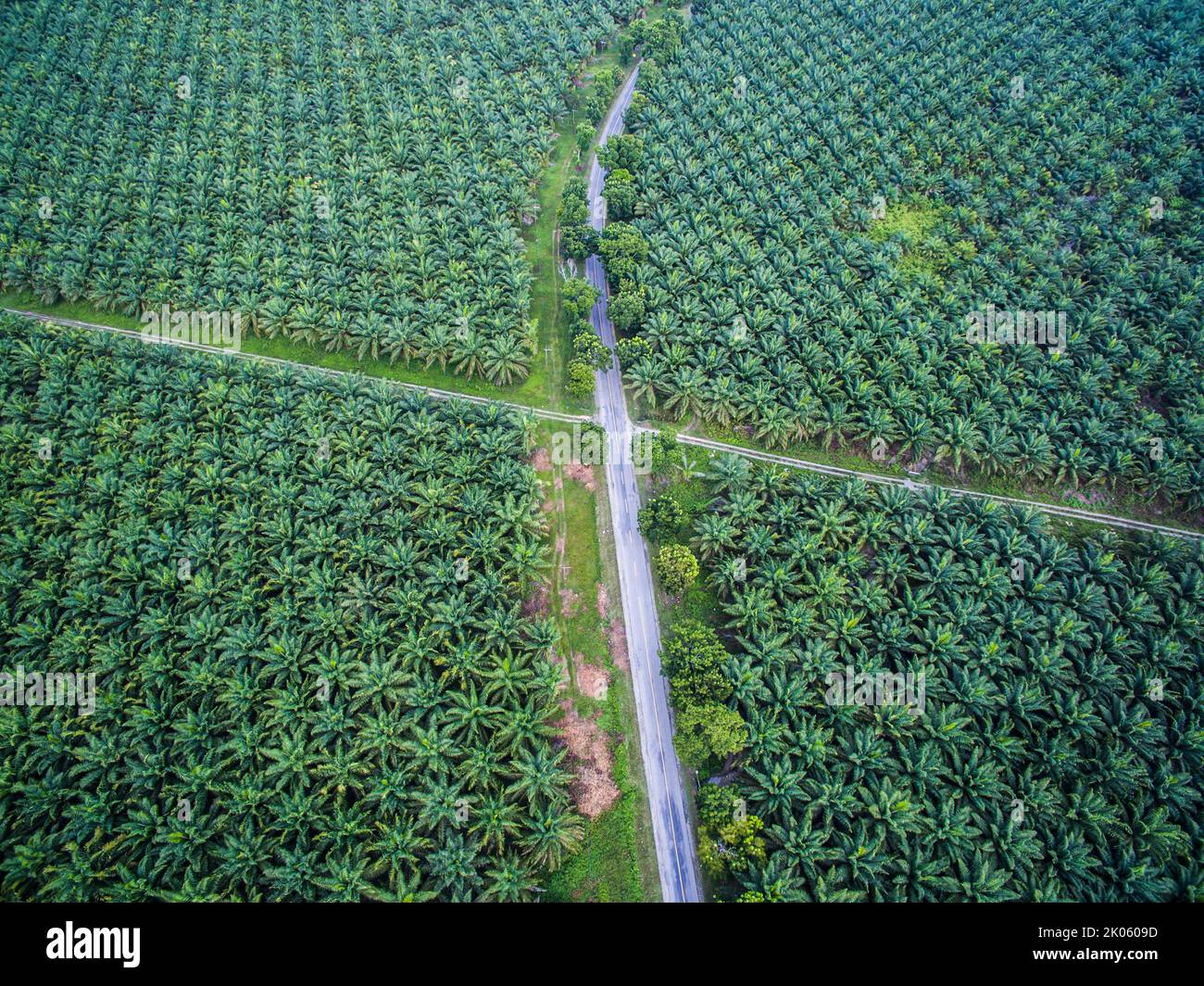 Palm indonesia plantation hi-res stock photography and images - Alamy