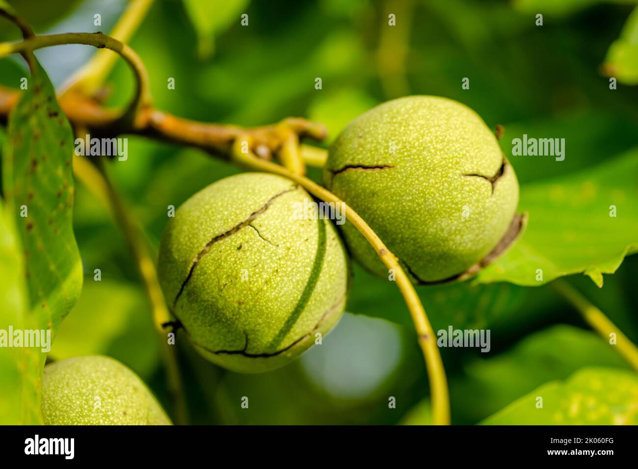 Green unripe walnuts hang on a branch. Green leaves and unripe walnut ...