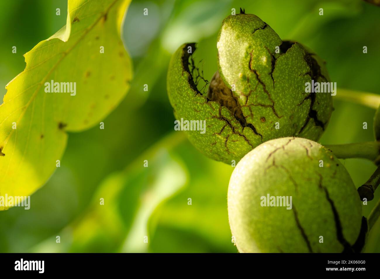Green unripe walnuts hang on a branch. Green leaves and unripe walnut ...