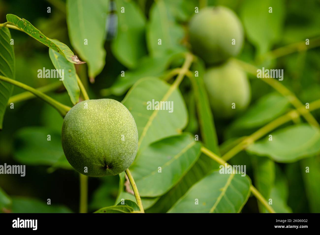 Green unripe walnuts hang on a branch. Green leaves and unripe walnut ...