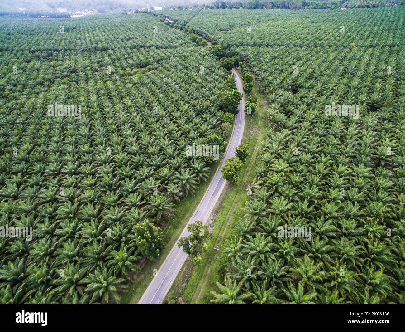 Green and Fertile Palm Oil Plantation in South Sulawesi - Indonesia ...