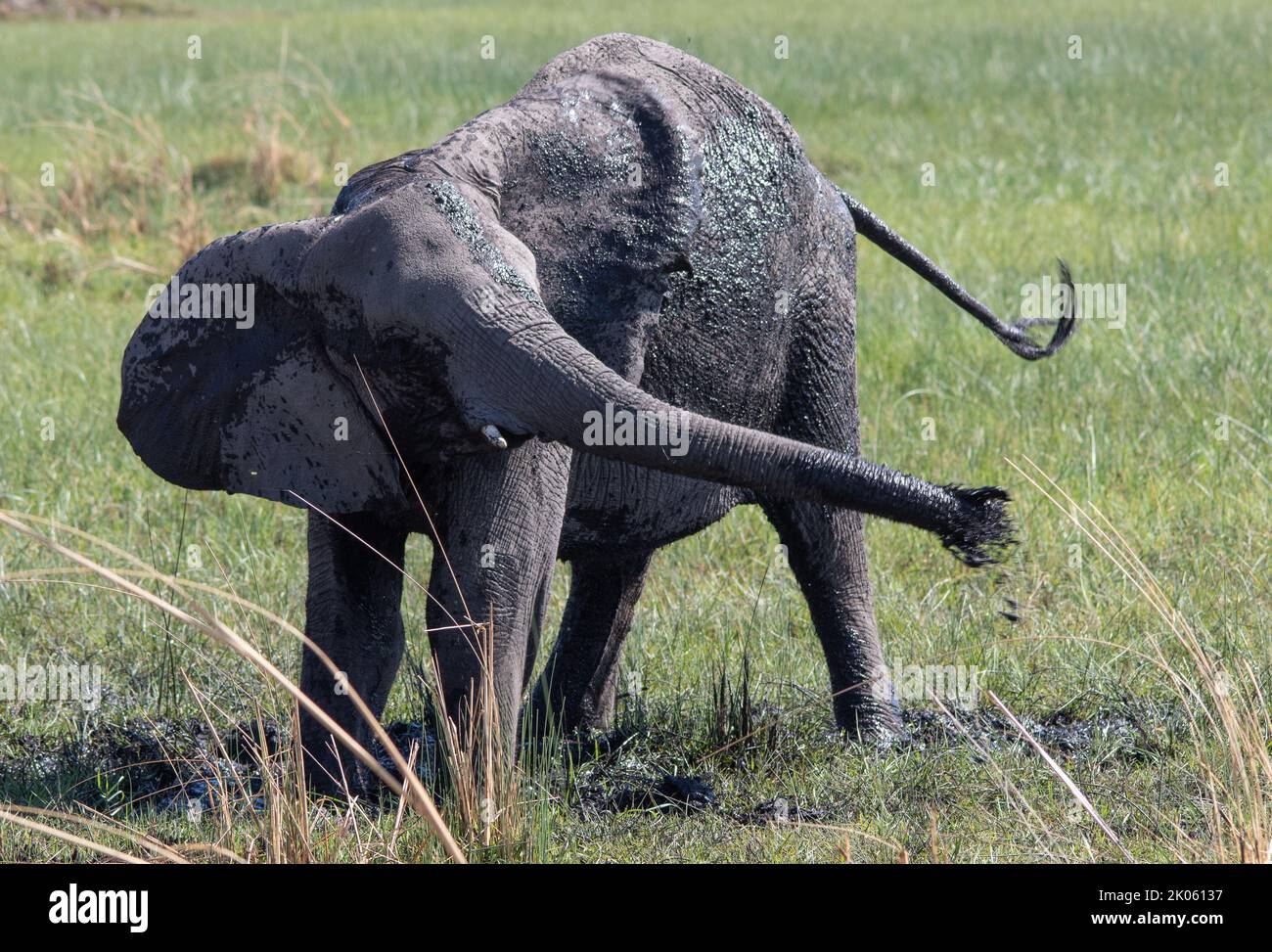 Sub-adult African elephant having a mud bath to help control external ...