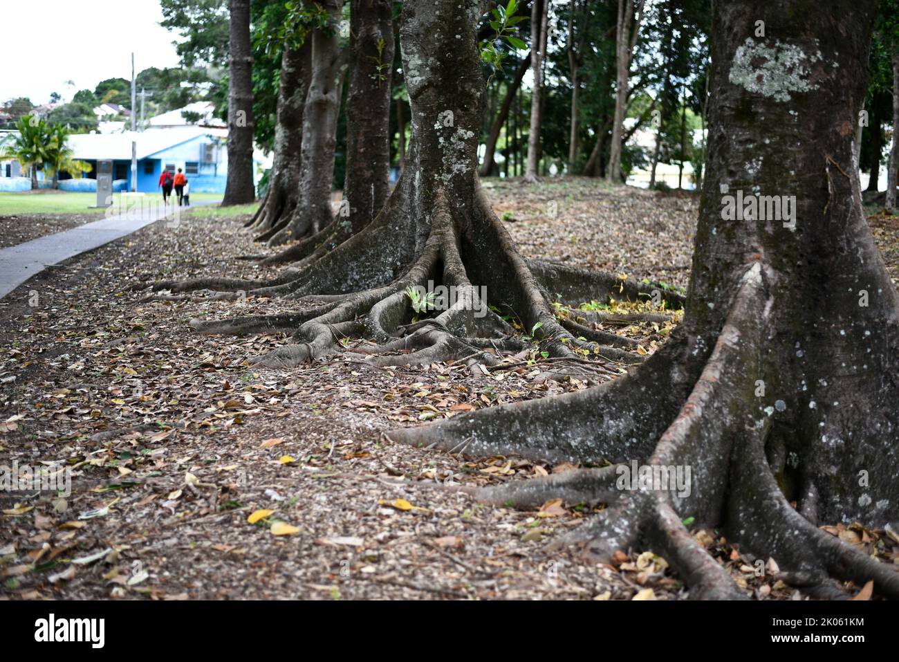 Australian figs hi-res stock photography and images - Alamy