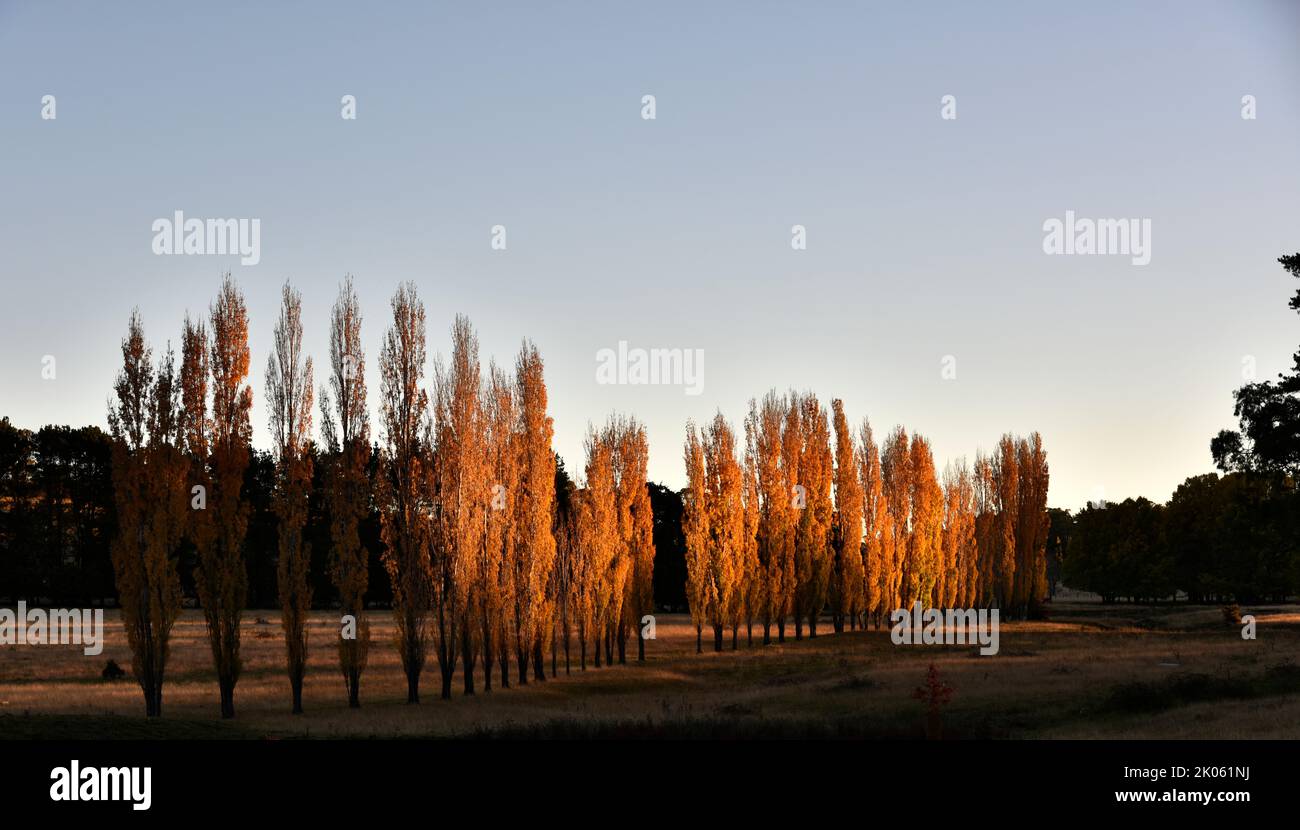 Poplar trees in Glen Innes in northern new south wales, australia ...
