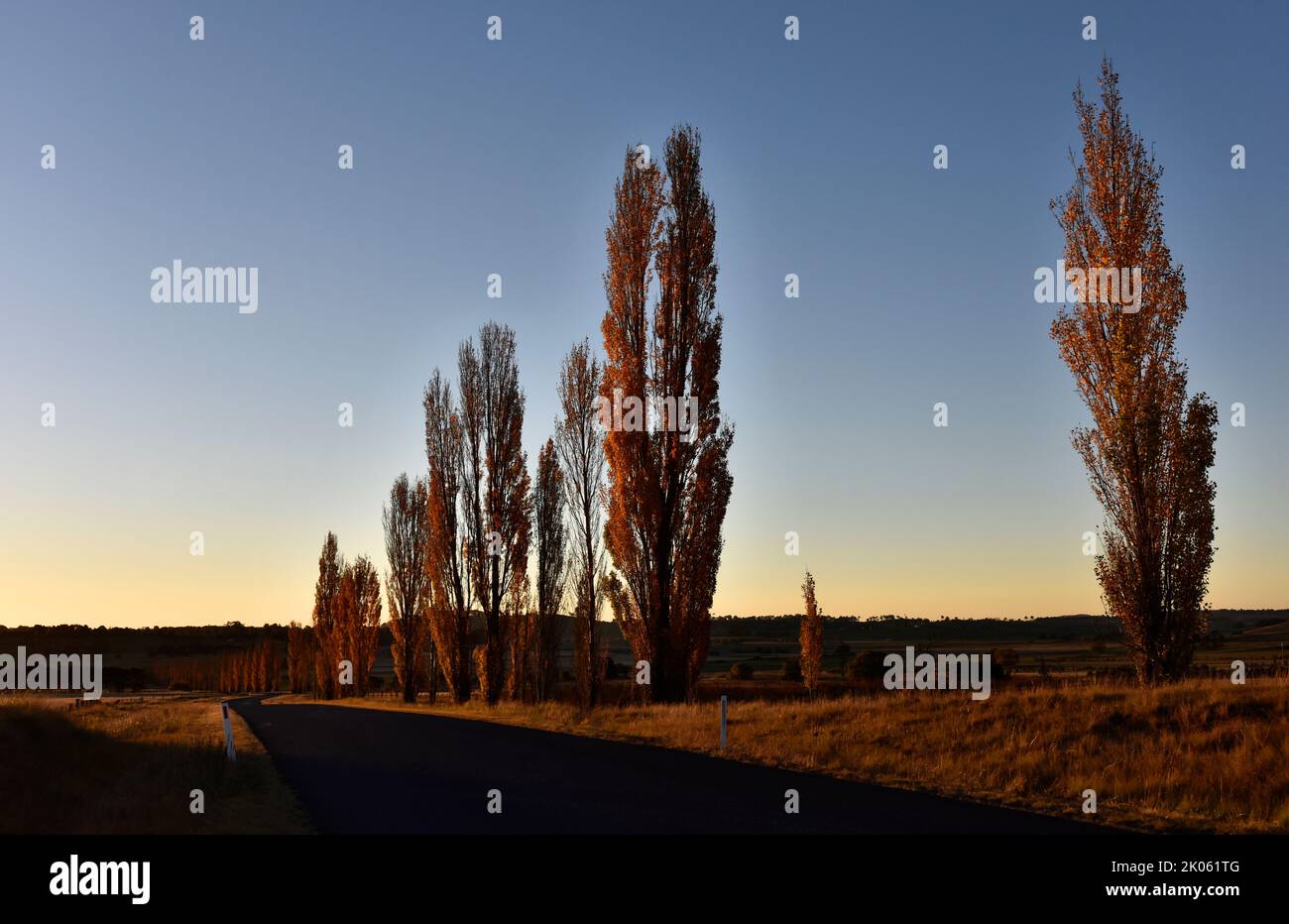 Poplar trees in Glen Innes in northern new south wales, australia ...