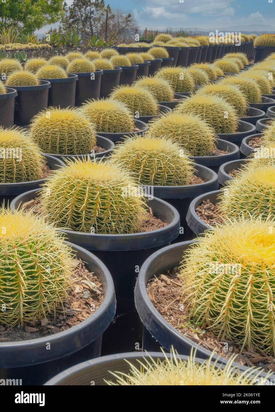 Pail type pots hi-res stock photography and images - Alamy