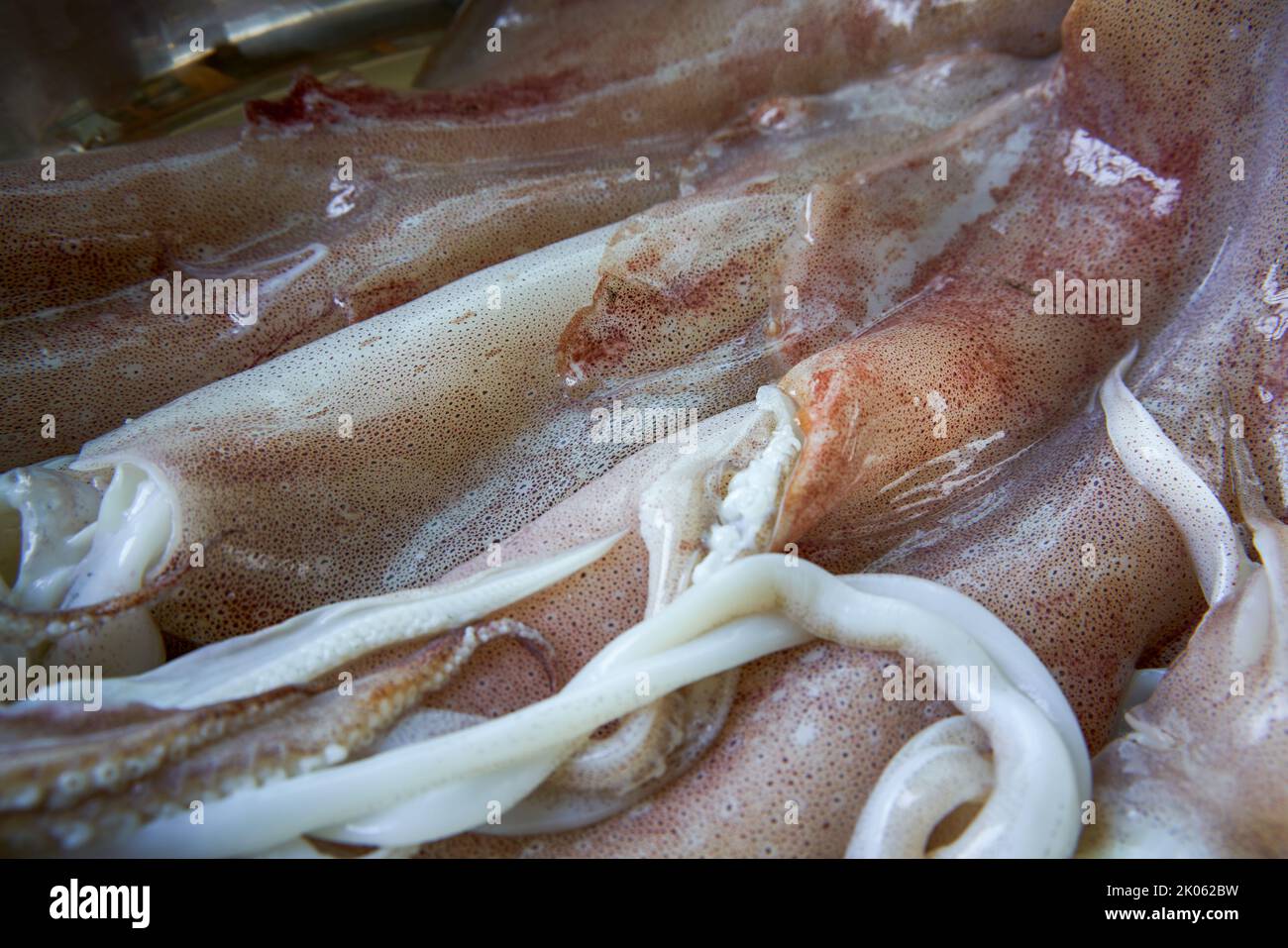 Fresh and plump seafood squid Stock Photo - Alamy