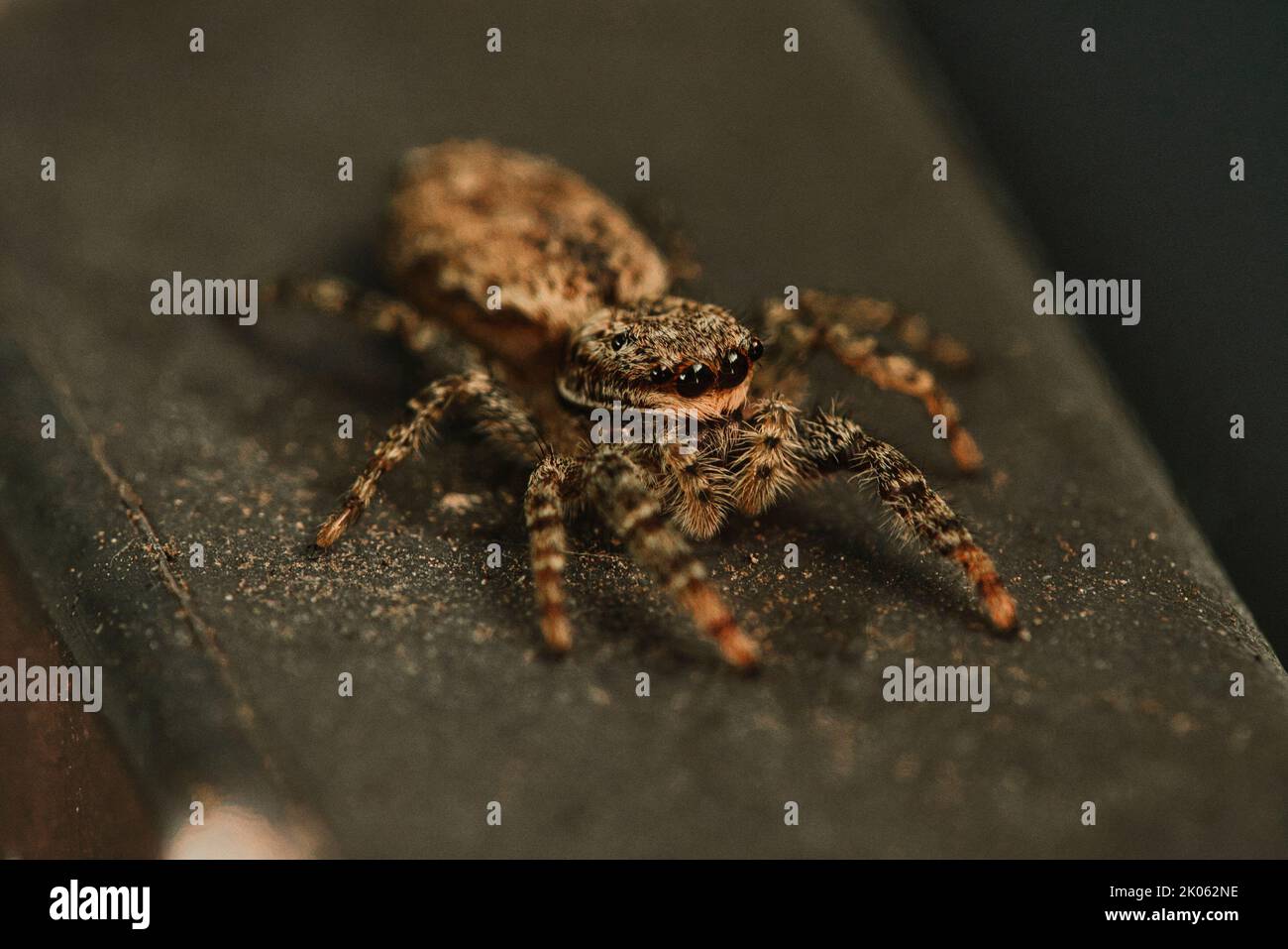 The Jumping spider Marpissa muscosa on a brick wall, selective focus ...