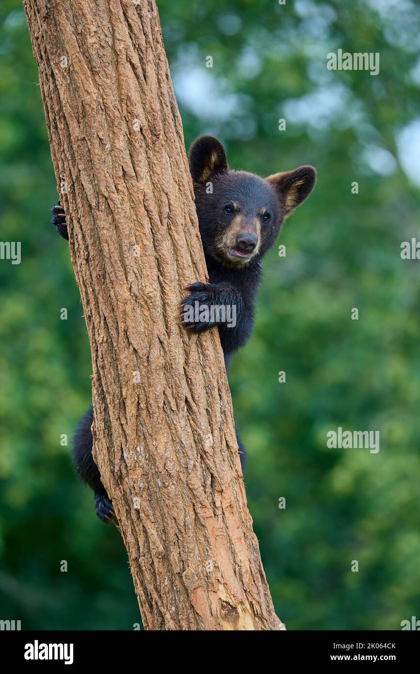 Black bear (Ursus americanus), cub climbing on tree trunk Stock Photo ...