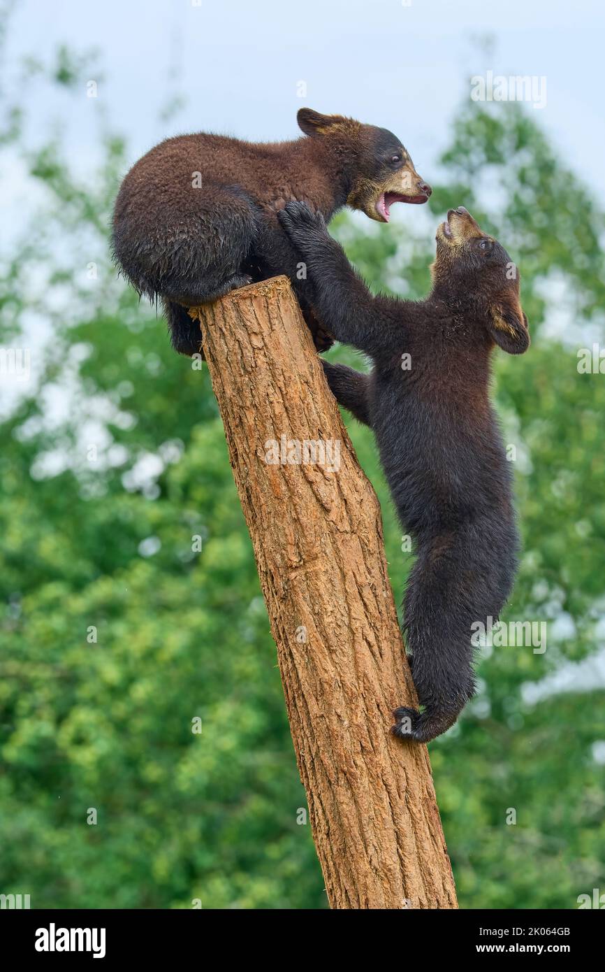Black bear (Ursus americanus), two cub climbing on tree trunk Stock ...