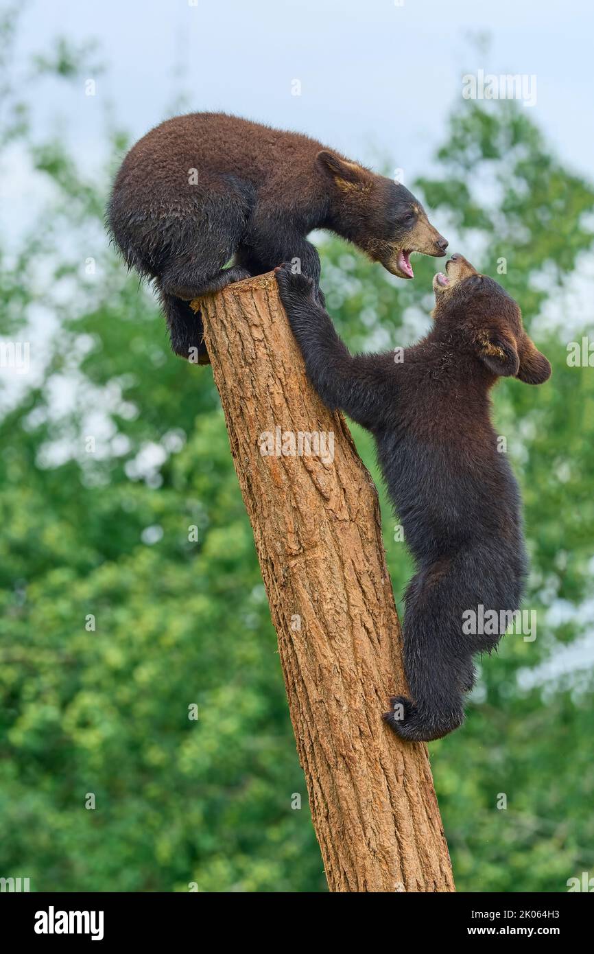 Black bear (Ursus americanus), two cub climbing on tree trunk Stock ...