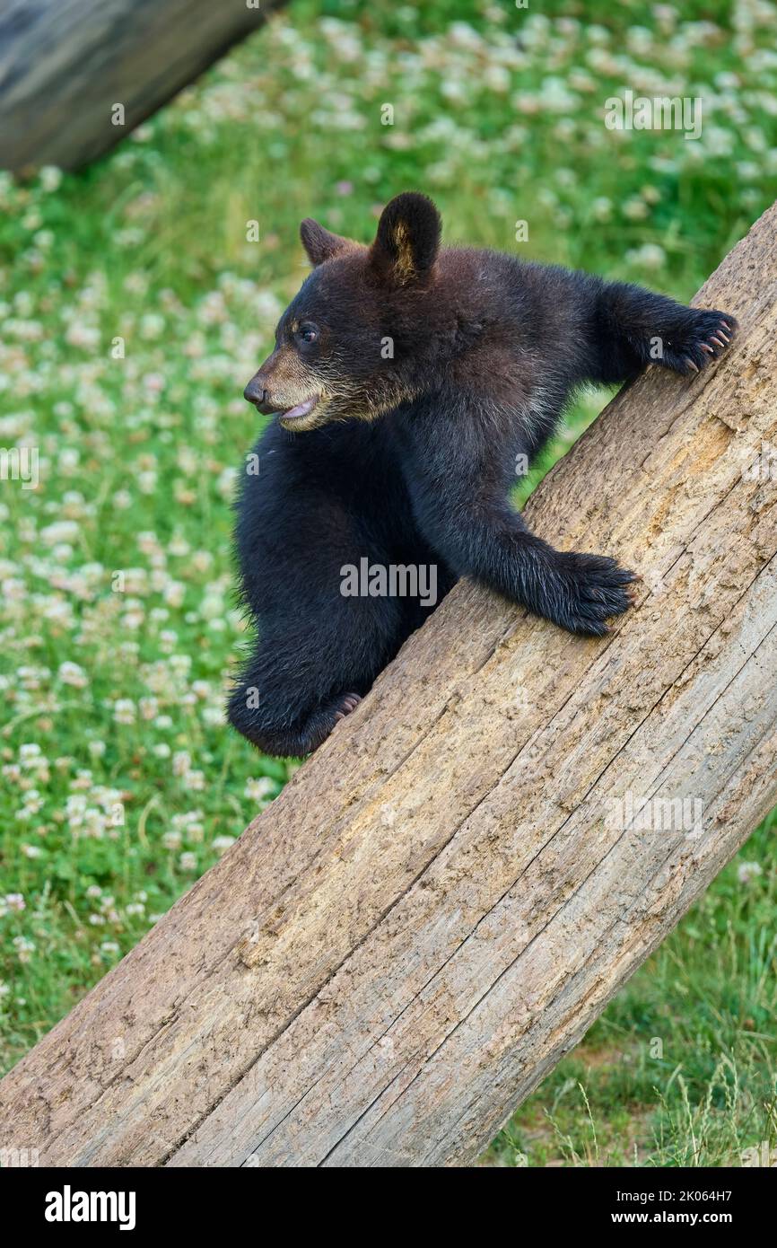 Black bear (Ursus americanus), cub climbing on tree trunk Stock Photo ...