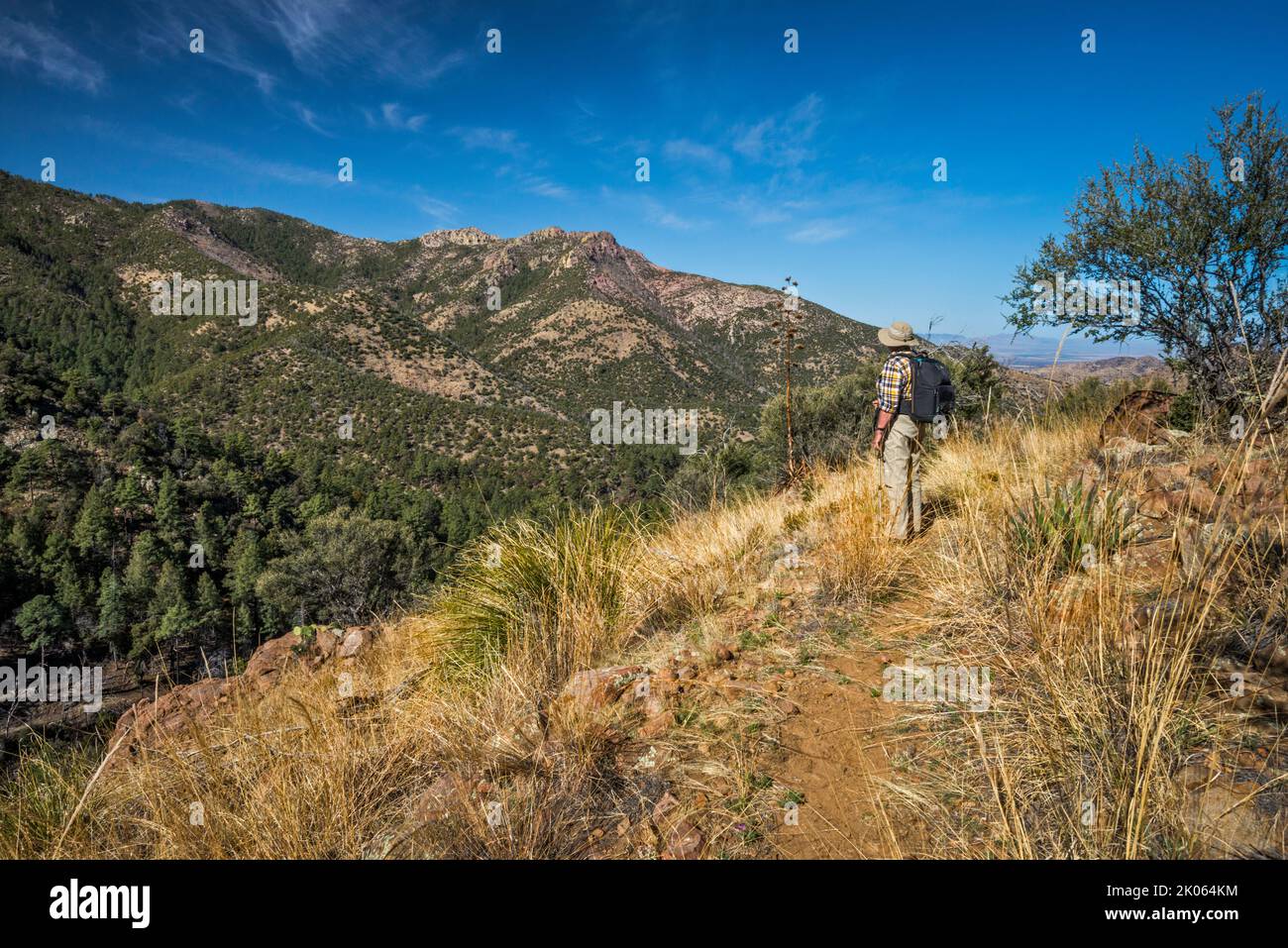 Hiker on Mormon Ridge Trail, view across Mormon Canyon, Johnson Peak ...