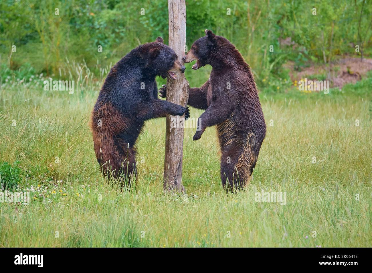 Black bear (Ursus americanus), two fighting Stock Photo - Alamy