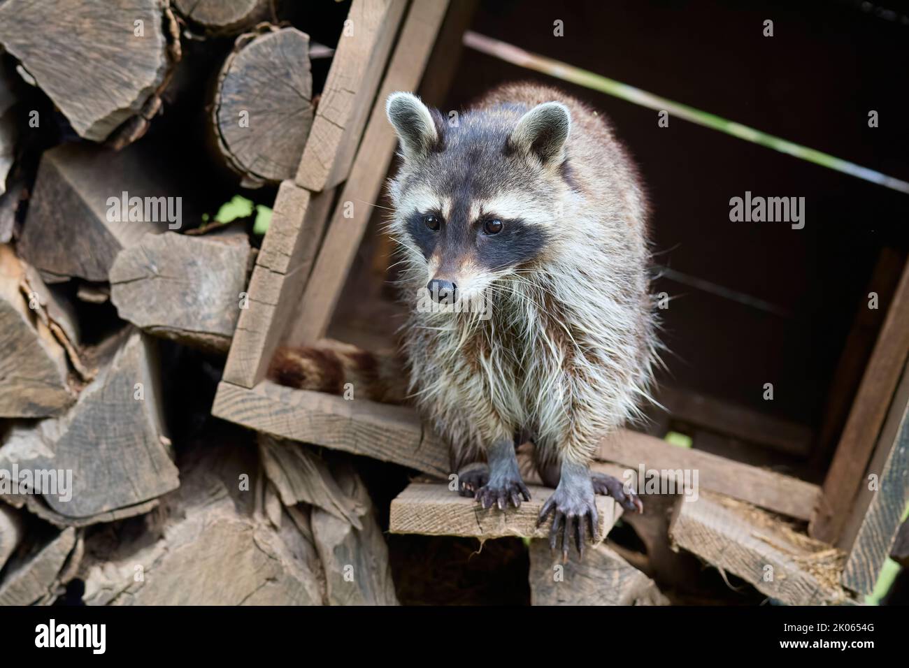 Woodpile raccoon hi-res stock photography and images - Alamy