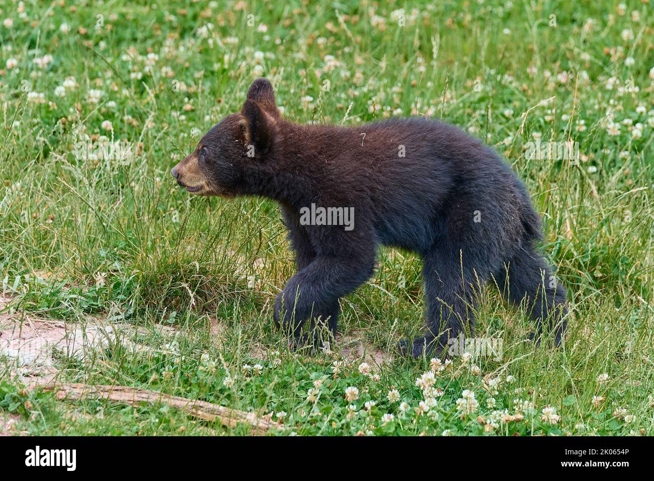 Black bear (Ursus americanus), cub running Stock Photo - Alamy