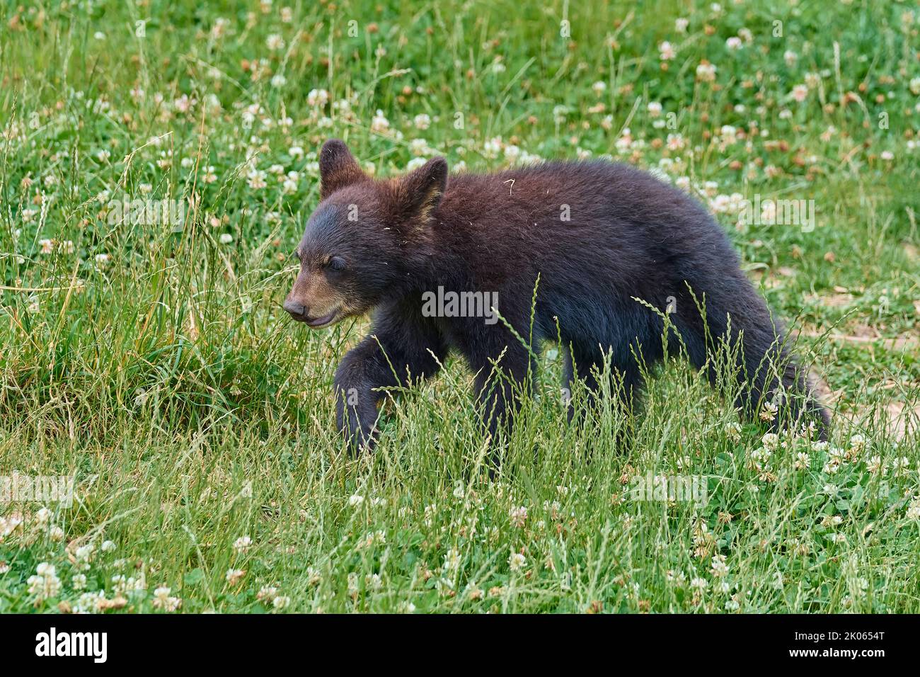 Black bear (Ursus americanus), cub running Stock Photo - Alamy