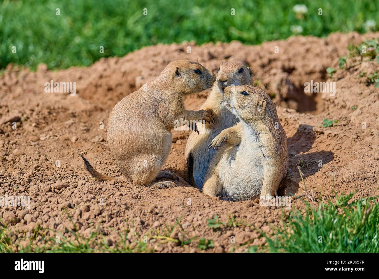 Black-tailed Prairie Dog (Cynomys ludovicianus), three animals on cave ...