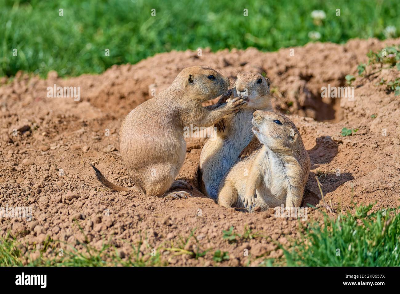 Black-tailed Prairie Dog (Cynomys ludovicianus), three animals on cave ...