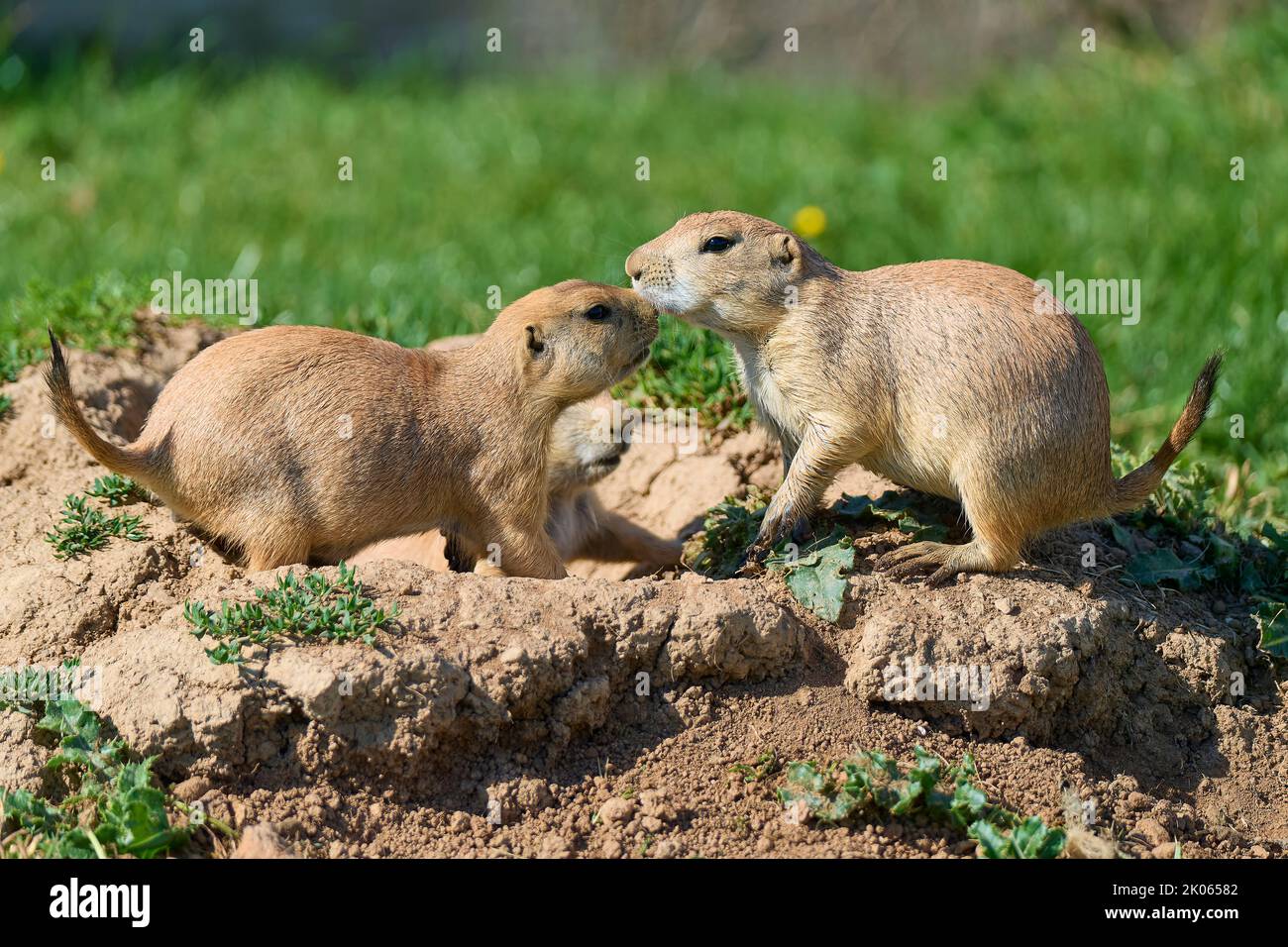 Black-tailed Prairie Dog (Cynomys ludovicianus), two animals on cave ...
